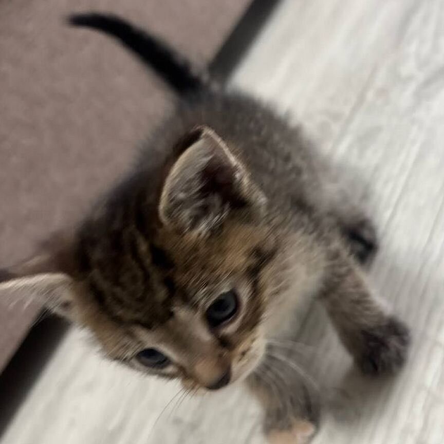 Котёнок в добрые руки