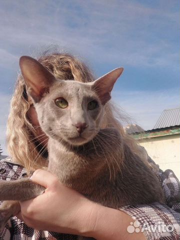 Ориентал на вязку