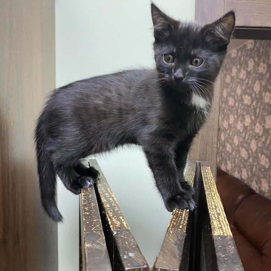 Британский короткошёрстный котёнок