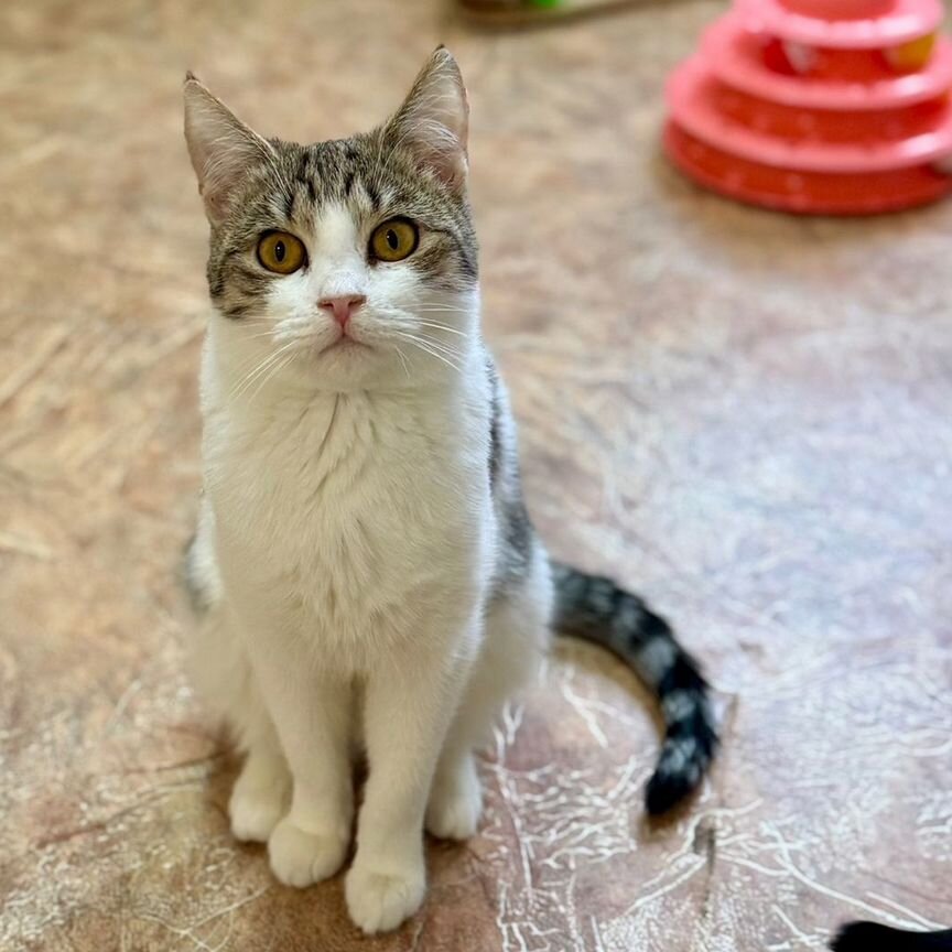 Ласковый котик ждет свою семью