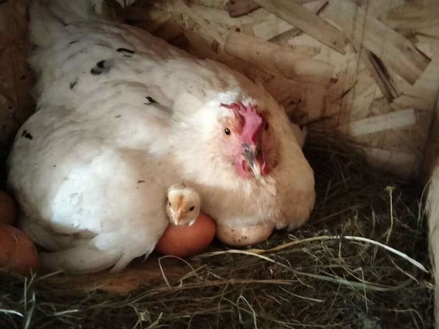 Продажа пшеницы, овёс, ячмень и мука 13р