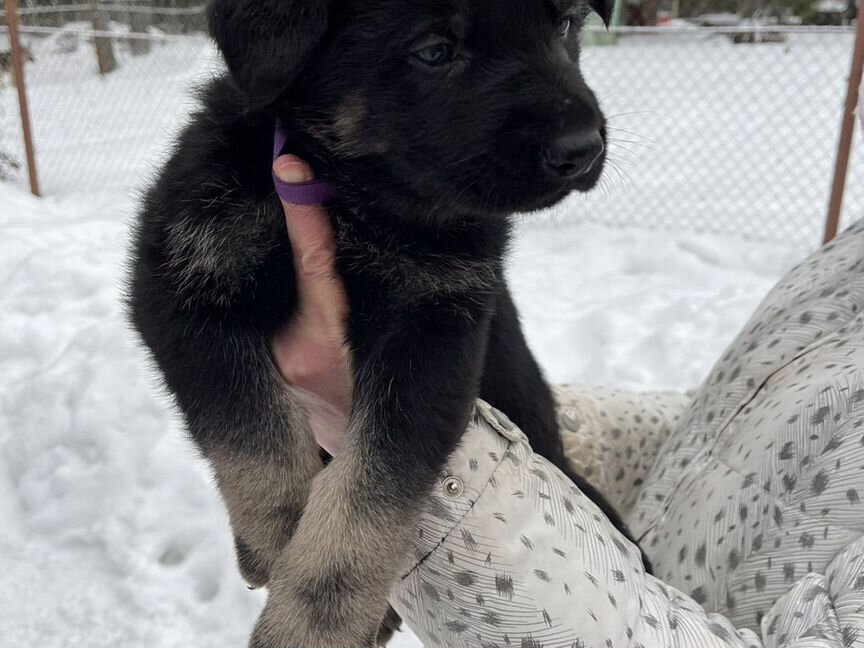 Щенки восточно европейской овчарки