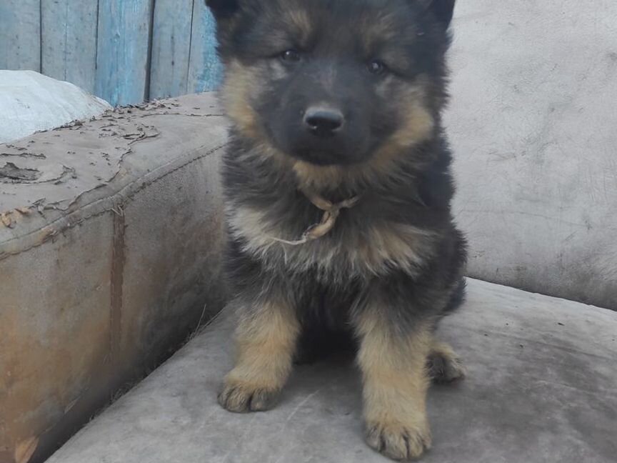 Щенки немецкой овчарки