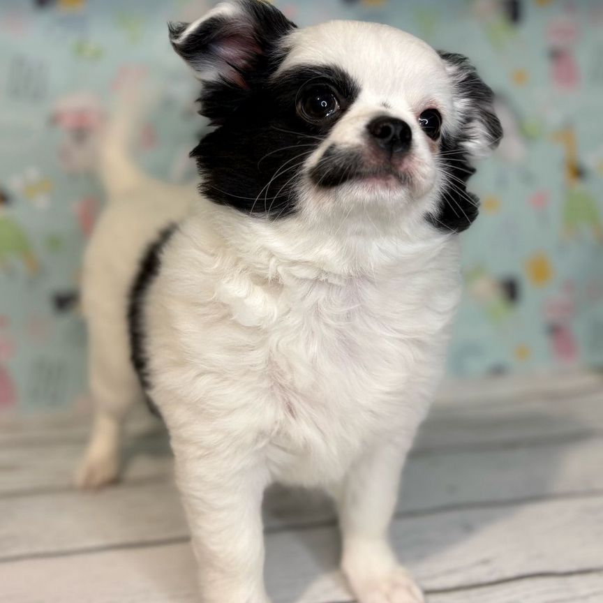 Чихуахуа, щенок