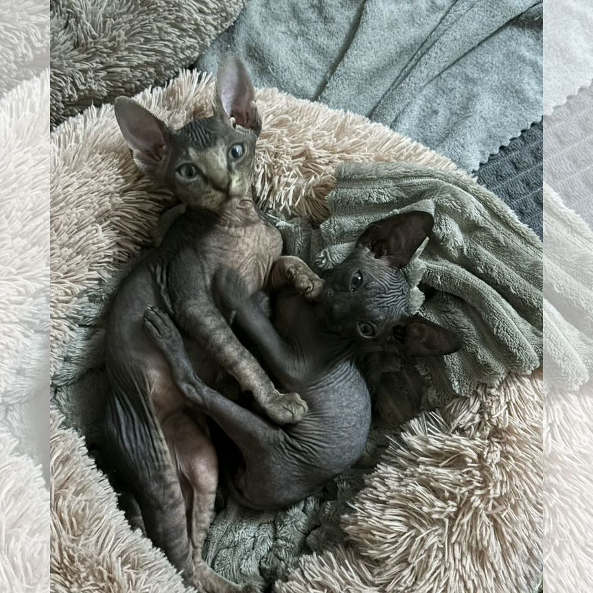 Канадский сфинкс котёнок