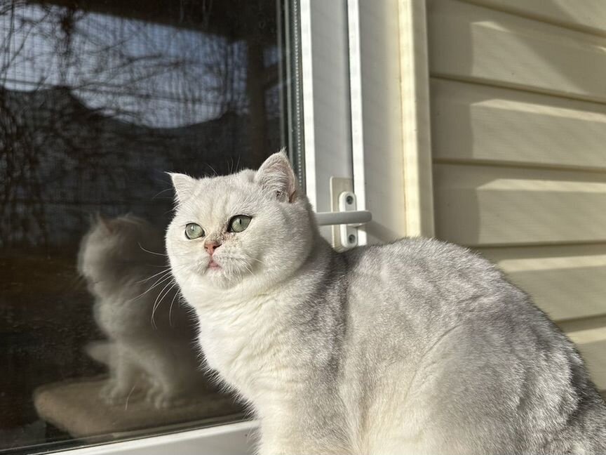 Шиншилловая девочка прямоушка