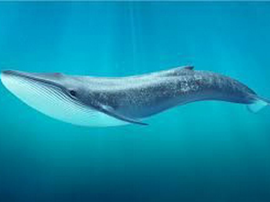 Маленькие аквариумные рыбки