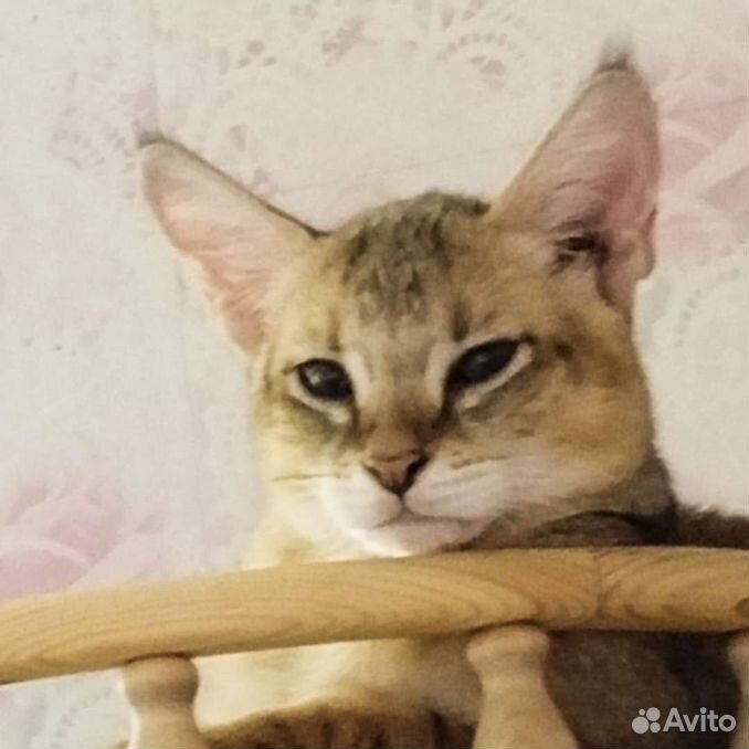 Чаузи Ф1 девочка(85 процентов)