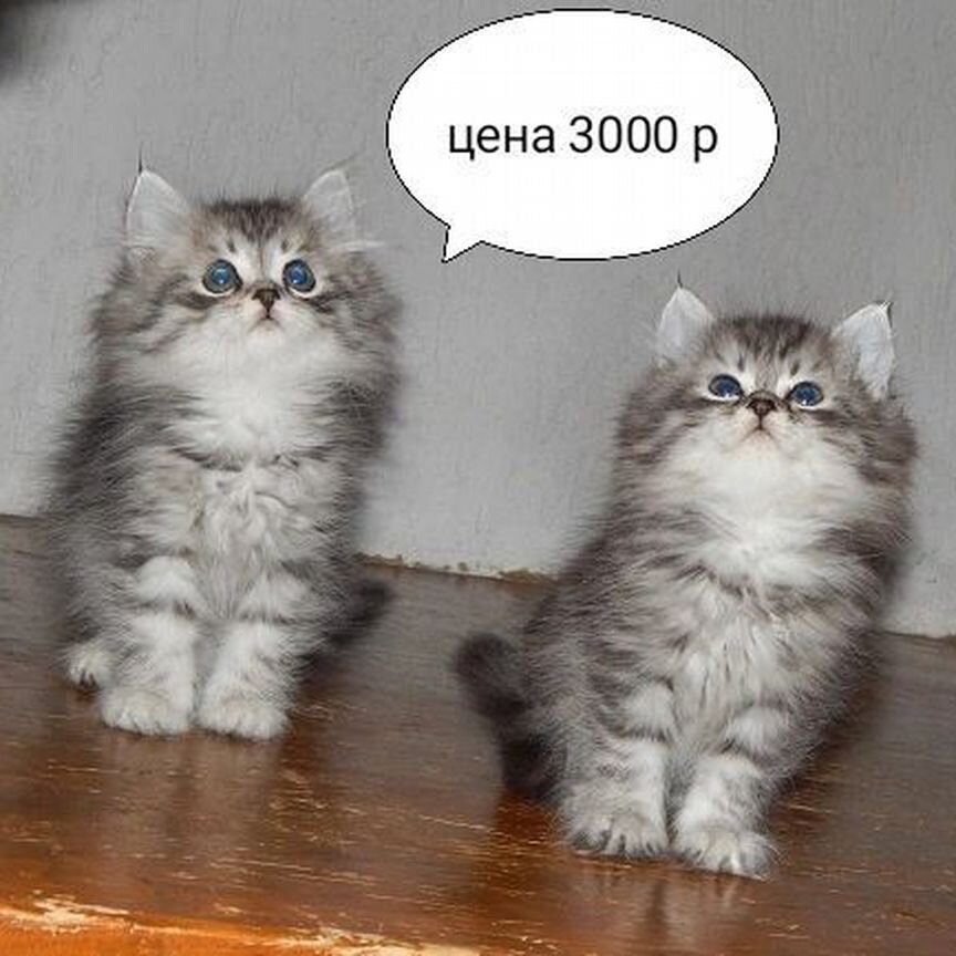 Шикарные сибирские котята