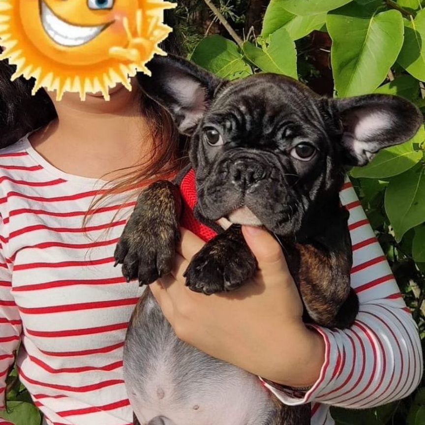 Щеночки Французского бульдога (окрасы разные)