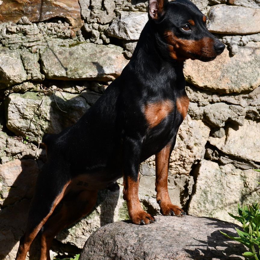 Черно-подпалый мальчуган