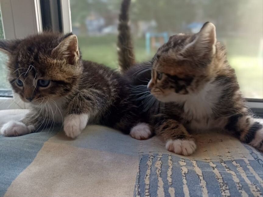 Котята