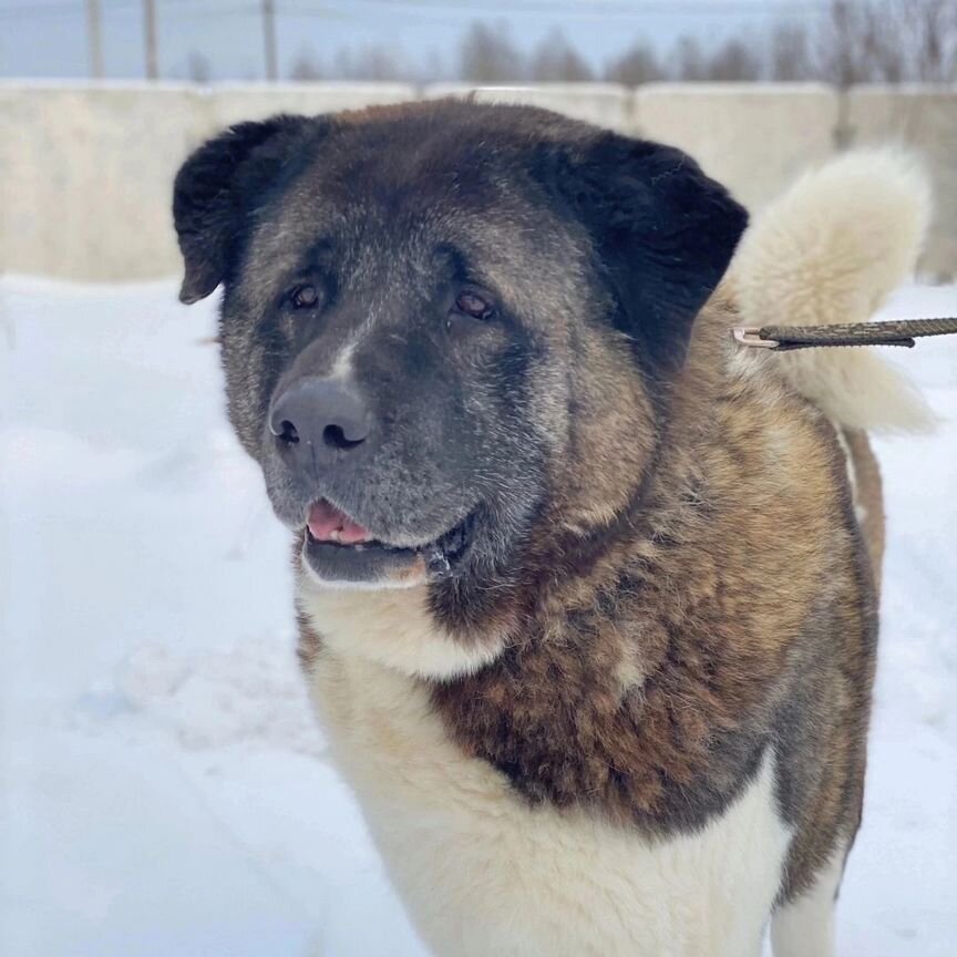 Собака в добрые руки. акита Джош