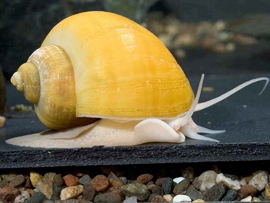 Улитки ампулярии