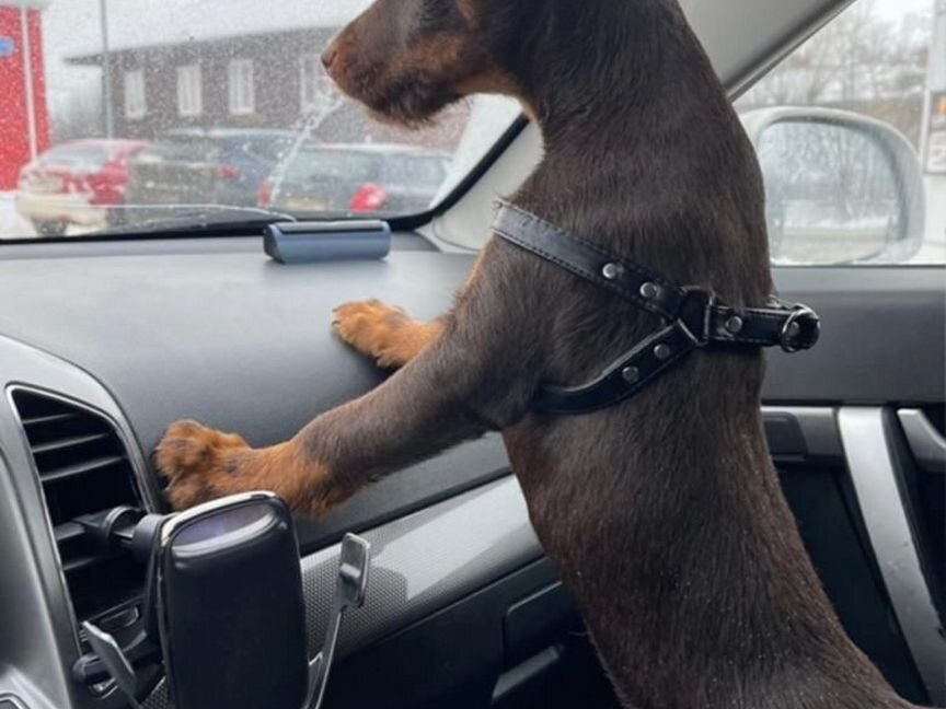 Щенки ягдтерьера