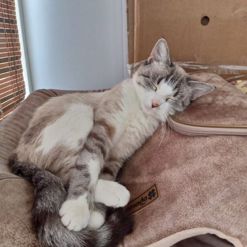 В добрые руки