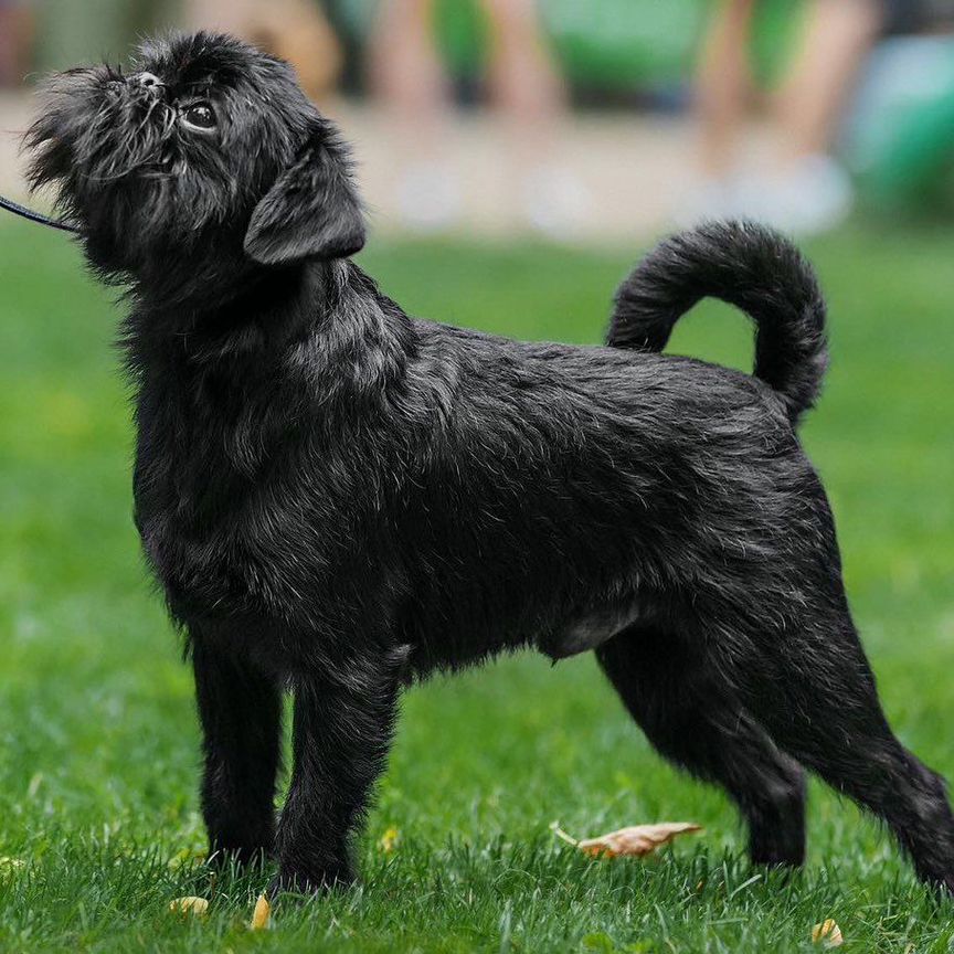 Вязка Бельгийский гриффон