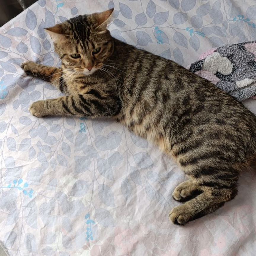 Бенгальская, взрослая кошка