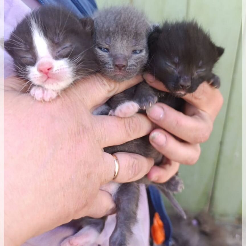 3 котика