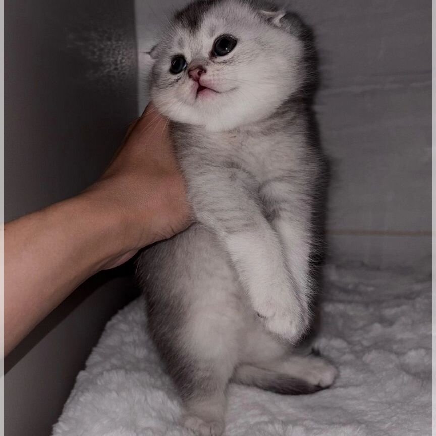 Шотландский вислоухий короткошёрстный котёнок