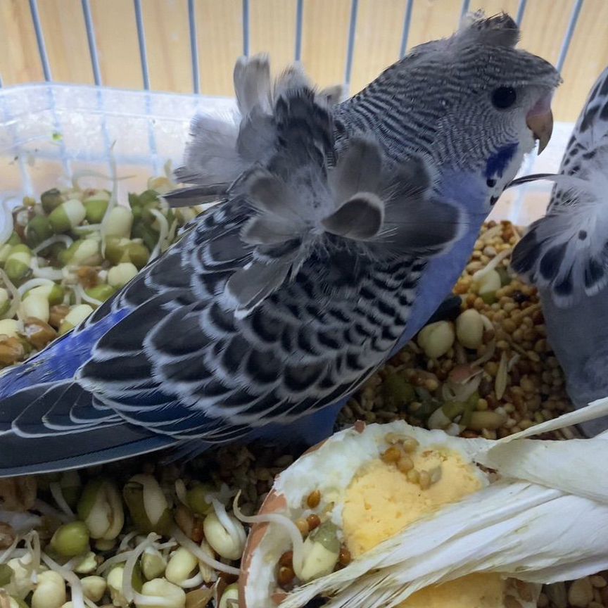 Волнистый Попугай хагоромо