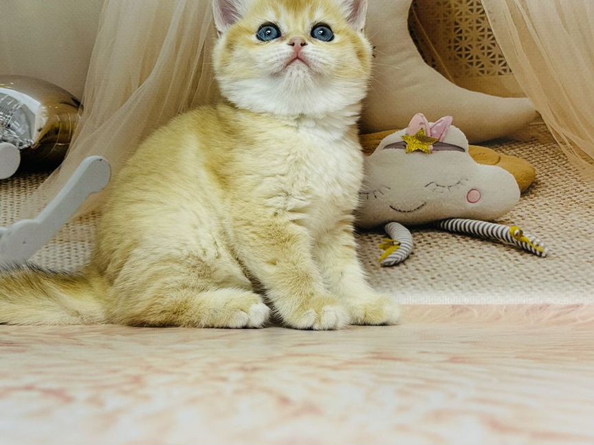 Золотые британские красотки