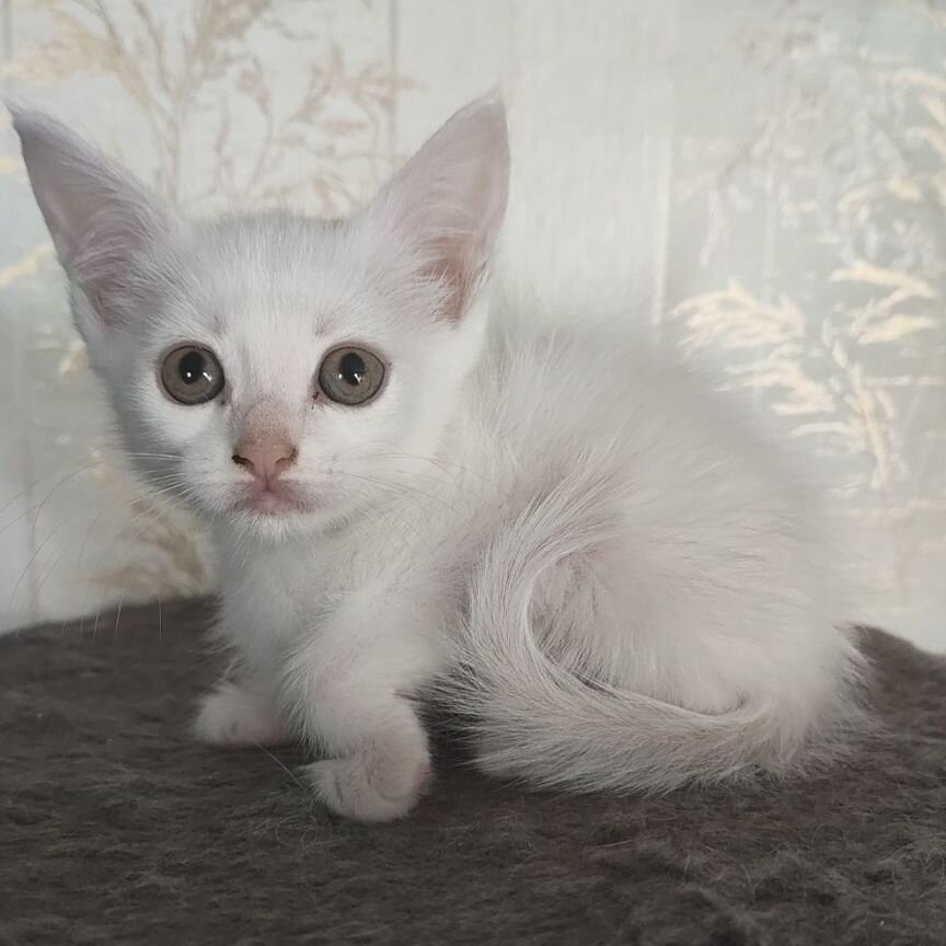 Мейн-кун котёнок