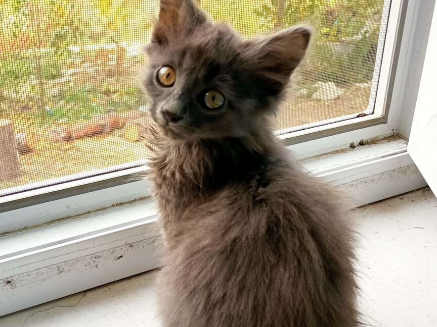 Ищу человека с добрым сердцем