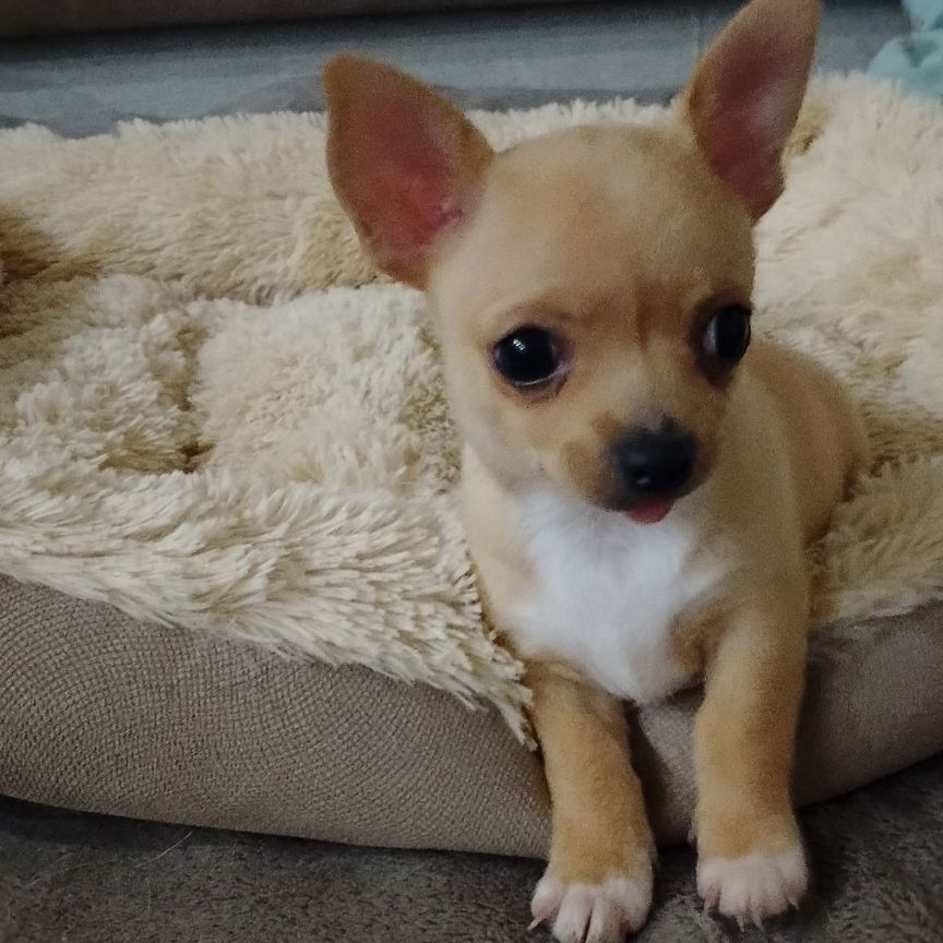 Щенки чихуахуа