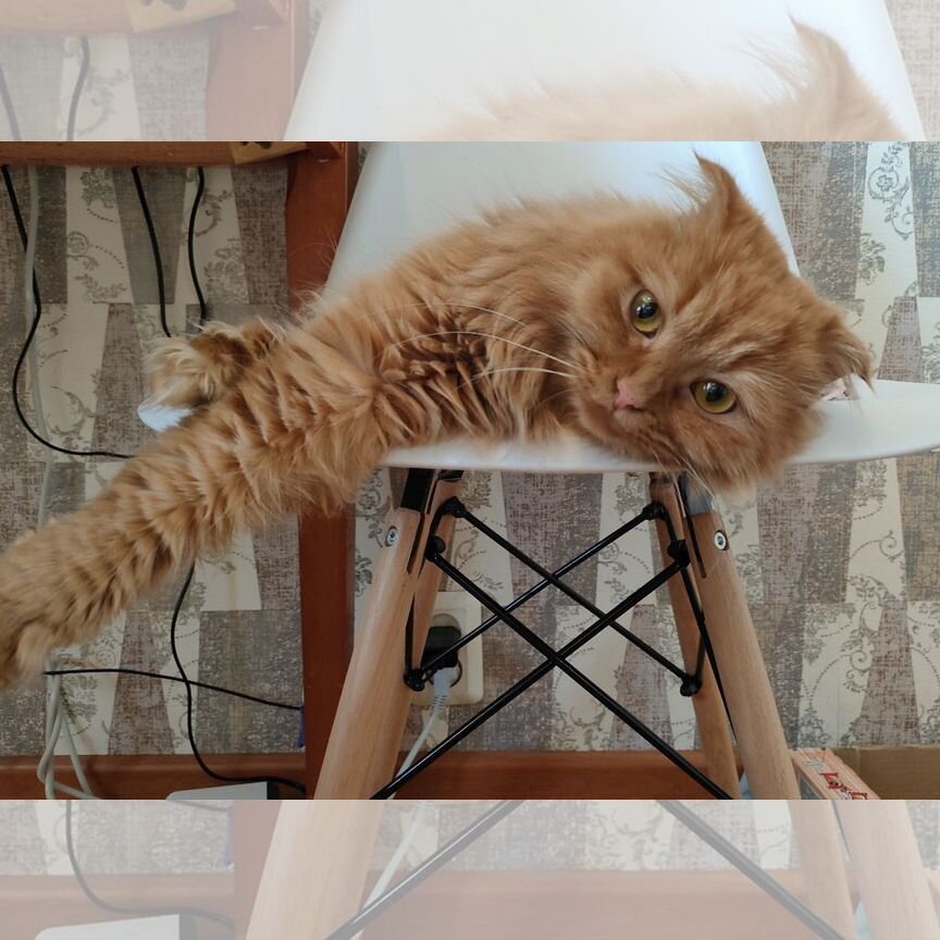 Кот британец вислоухий длинношерстный
