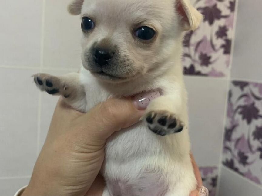 Щенки чихуахуа