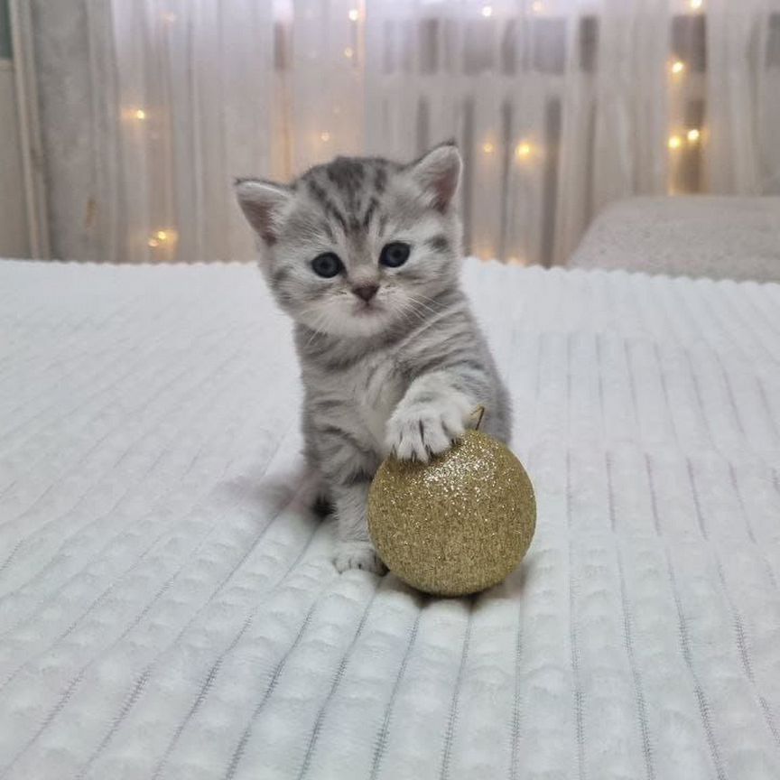 Шотландский прямоухий короткошёрстный котёнок