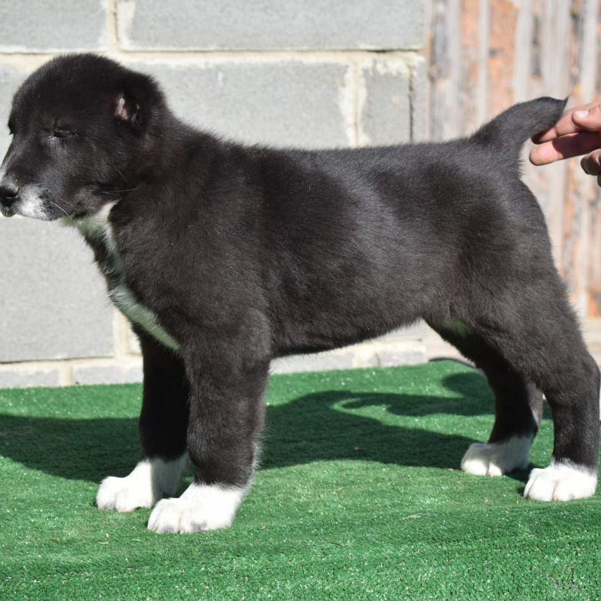 Щенки сао алабай