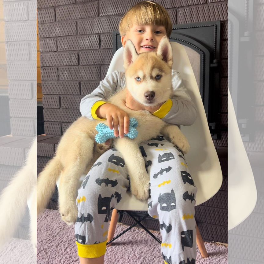 Шикарный мальчик хаски