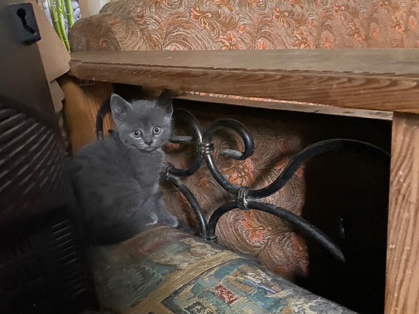 Котята в добрые руки