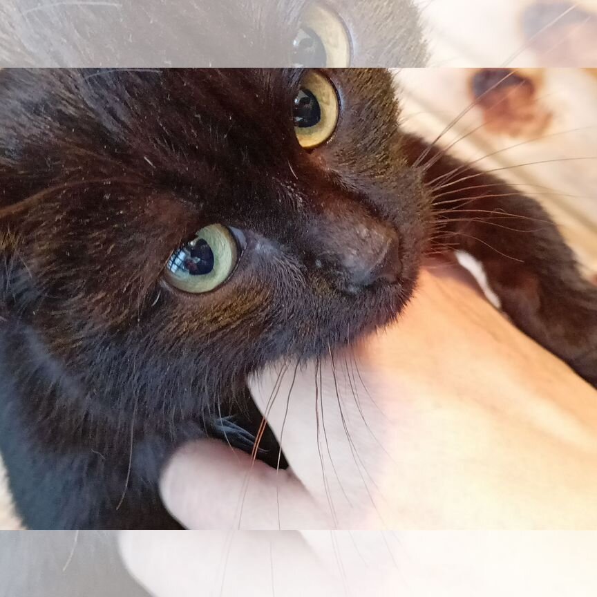 Котёнок от частного владельца