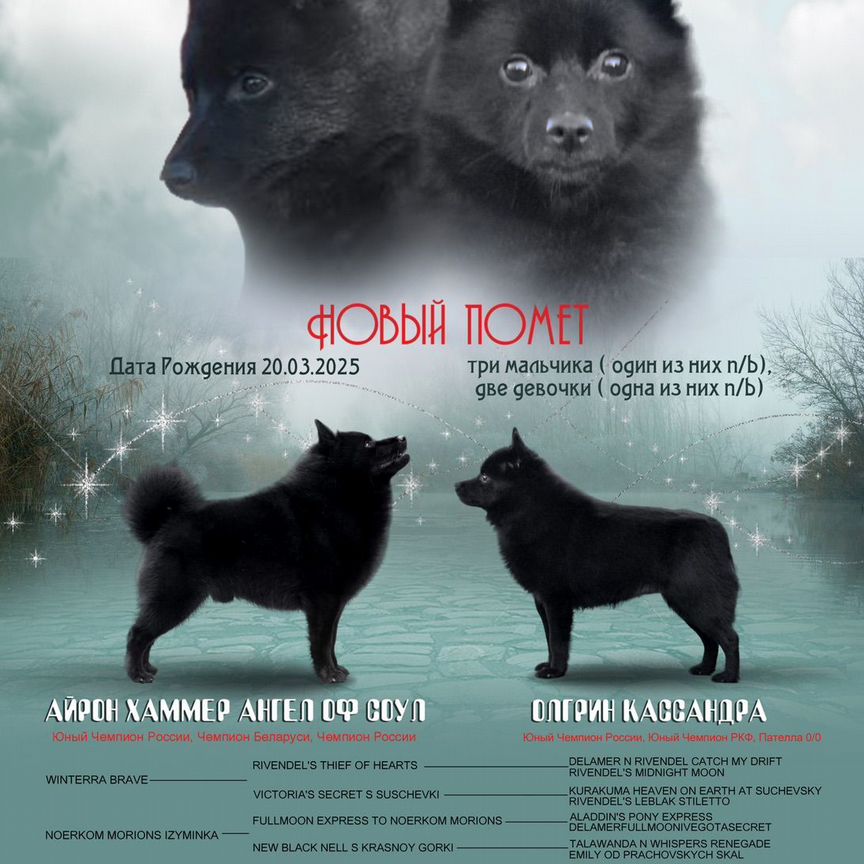 Щенки шипперке