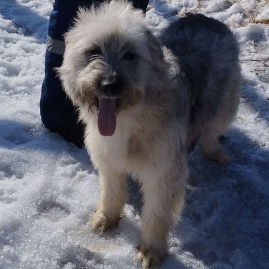 Бобтейл, взрослый пёс