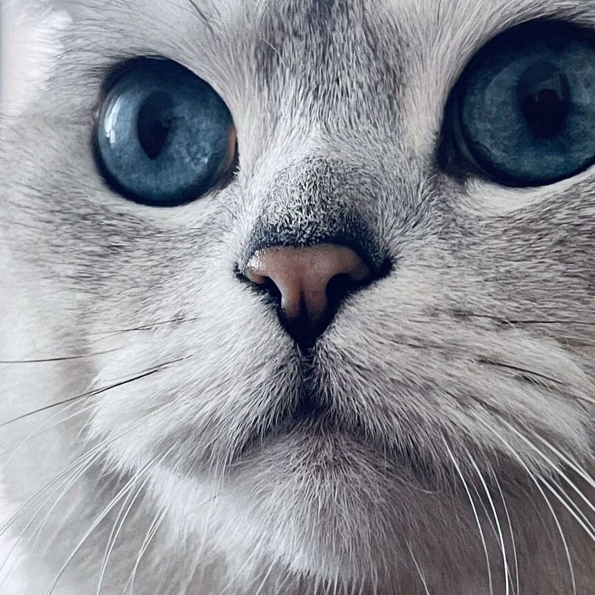 Кот для вязки шотландец