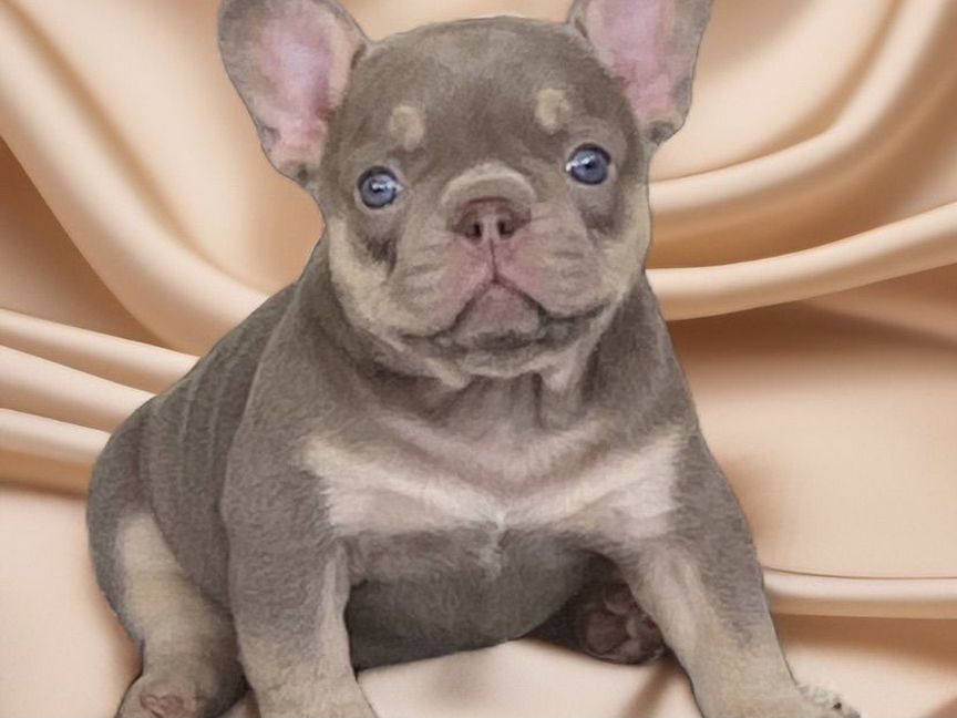 Французский бульдог