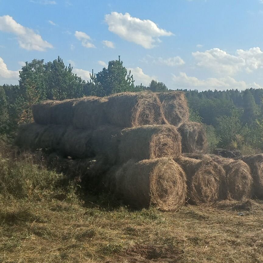 Цена с доставкой сено луговое разнотравье
