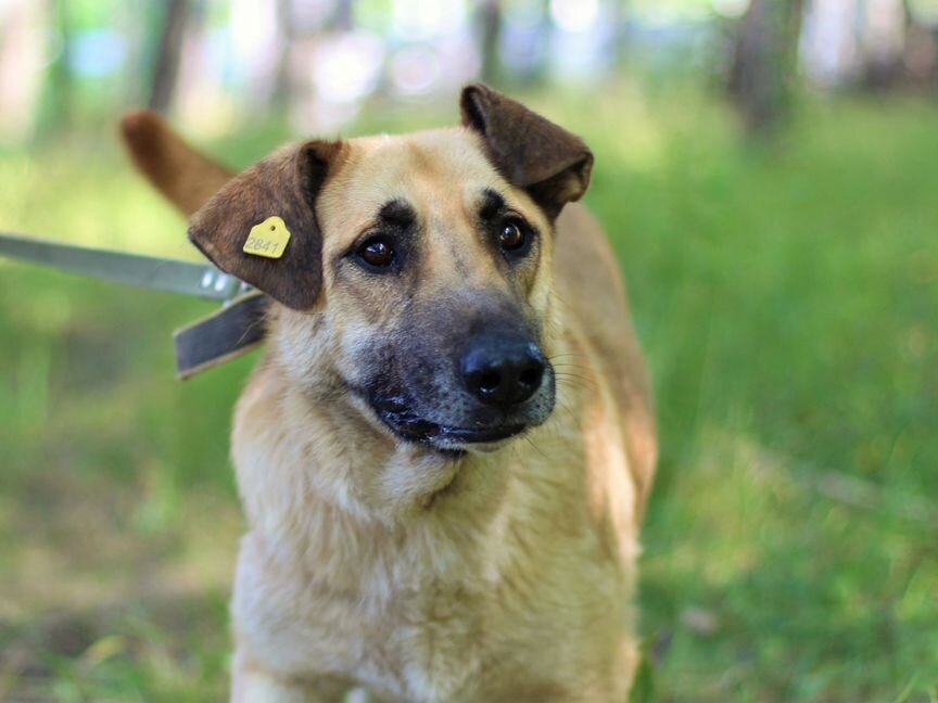 Пес Джоник пристраивается в добрую семью