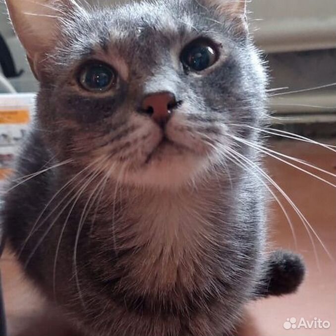 Такому дымчатому красавчику нужна передержка дом