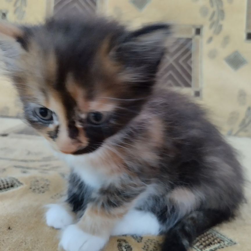 Кошка
