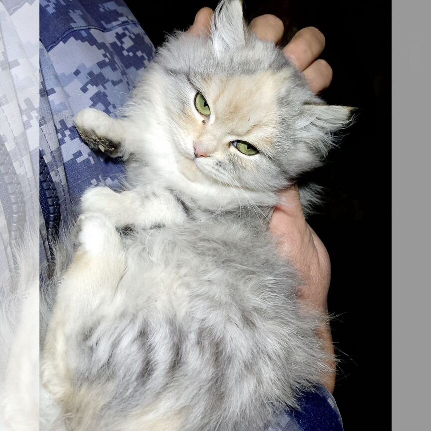 Котёнок
