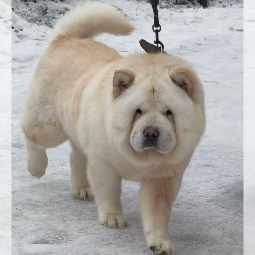 Чау-чау, взрослый пёс