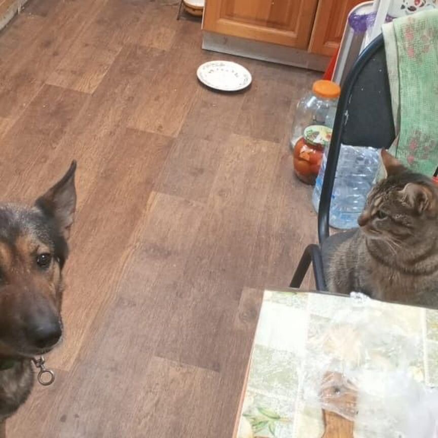 Щенки в добрые руки