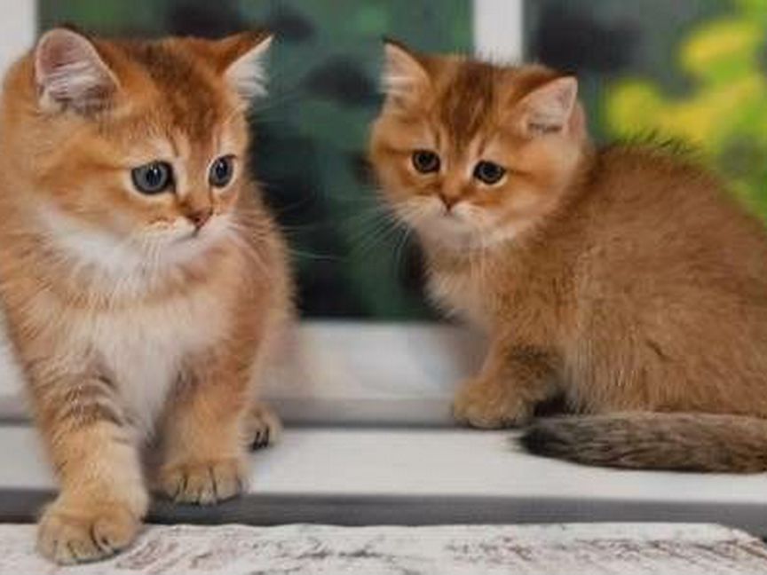 Британские котята золотые шиншиллы