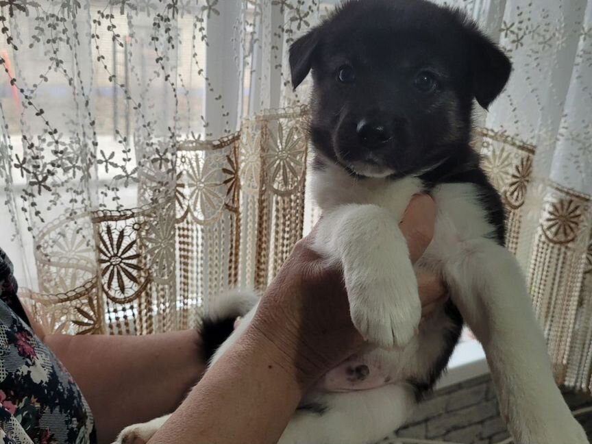 Кутята в добрые руки