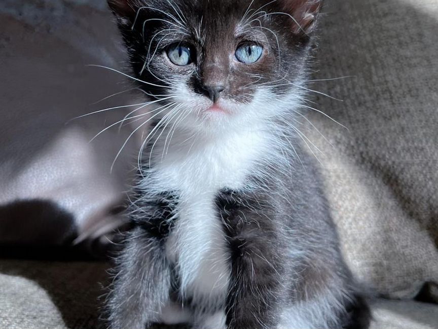 Чудесные котята ищут дом